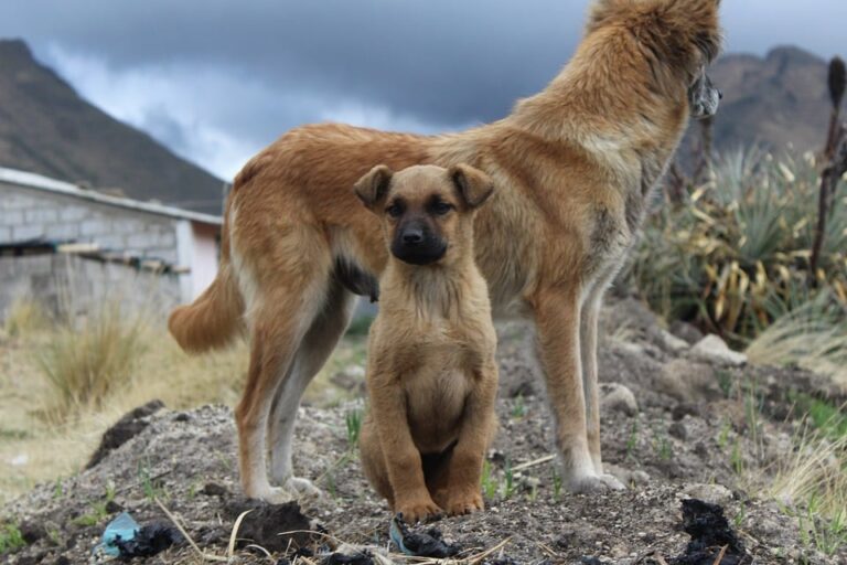 Kosten Operatie Botbreuk bij Honden → Dierenverzekering