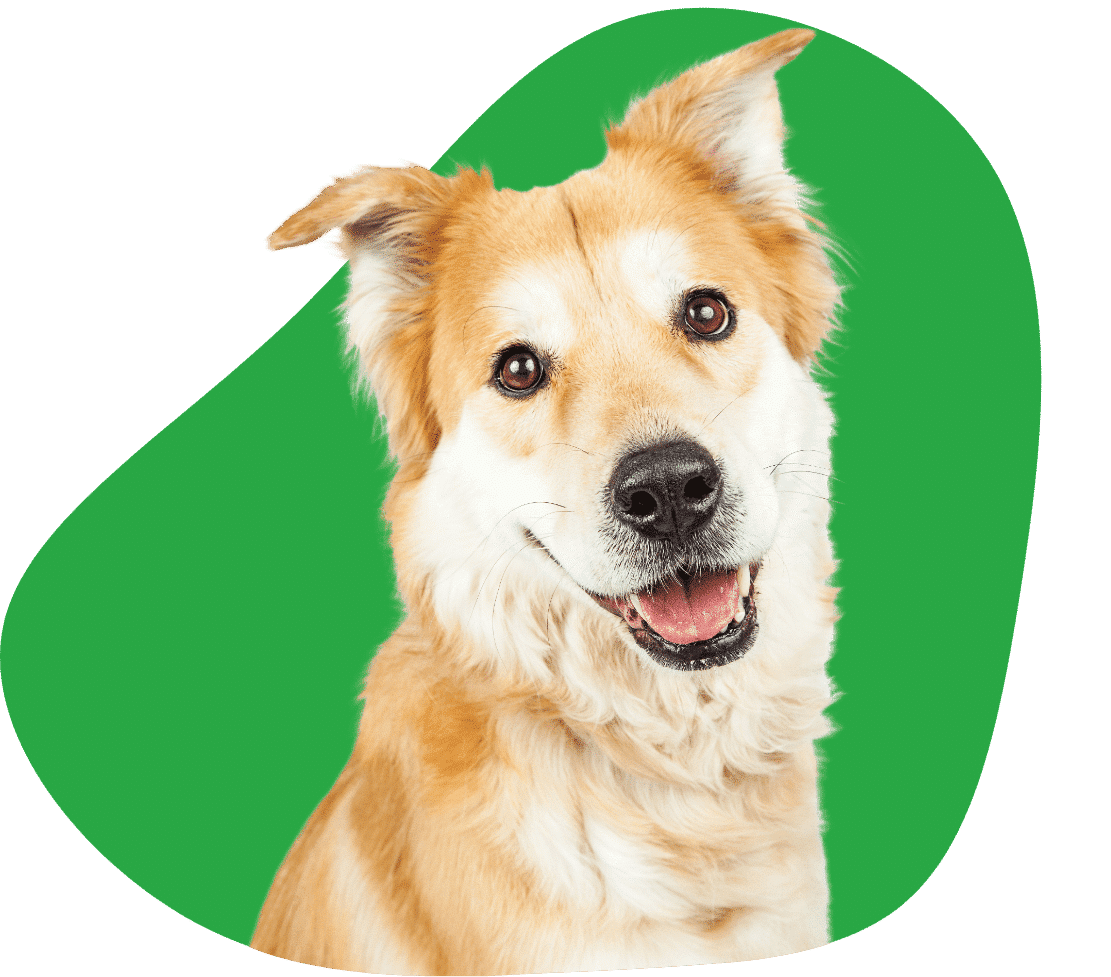 Aansprakelijkheidsverzekering voor Honden → WA-verzekering